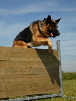 How to train a German Shepherd by reward and reinforcement - Dog Trick ...