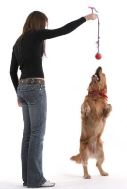 Basic Dog Training 101 - Dog Trick Academy