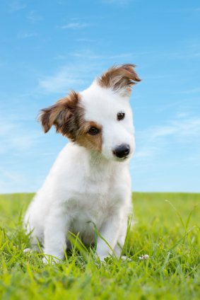 How To Choose A Dog Successfully - Dog Trick Academy